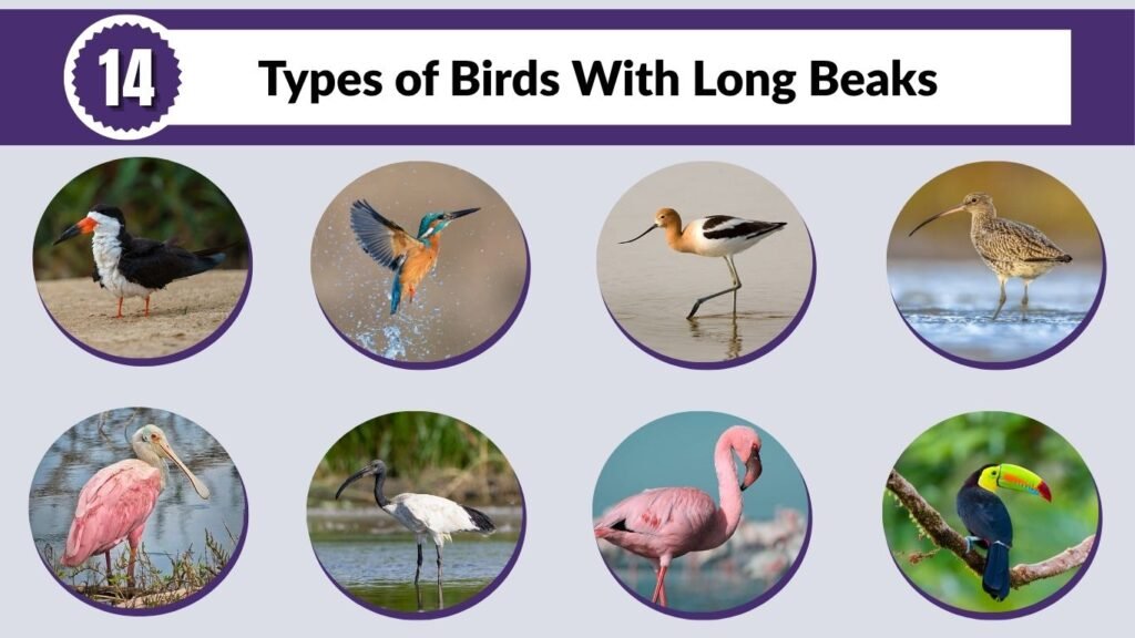14 Types of Birds With Long Beaks: Identification with Pictures