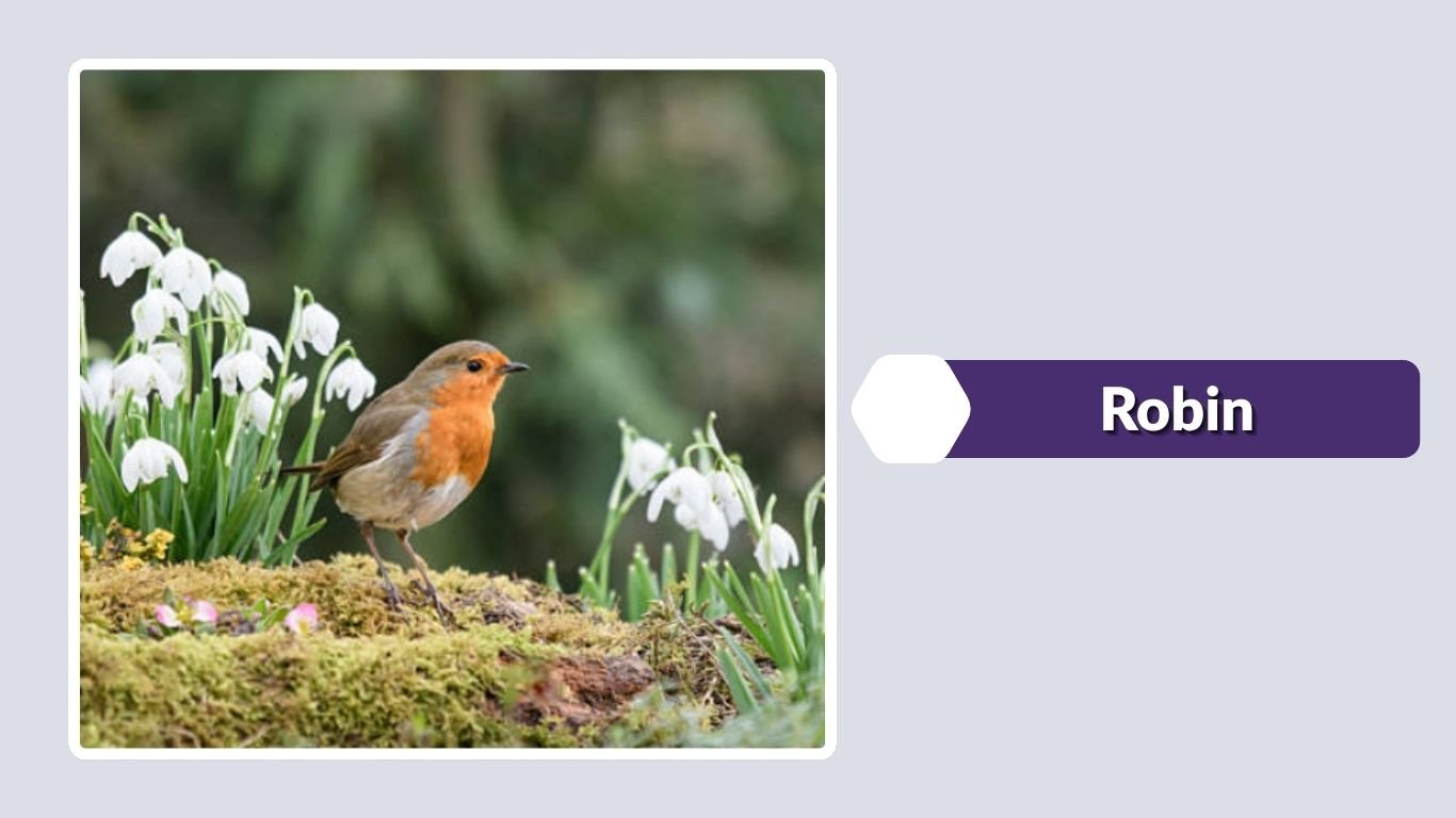 17 Common Types of Birds in Ireland: Identification with Picture