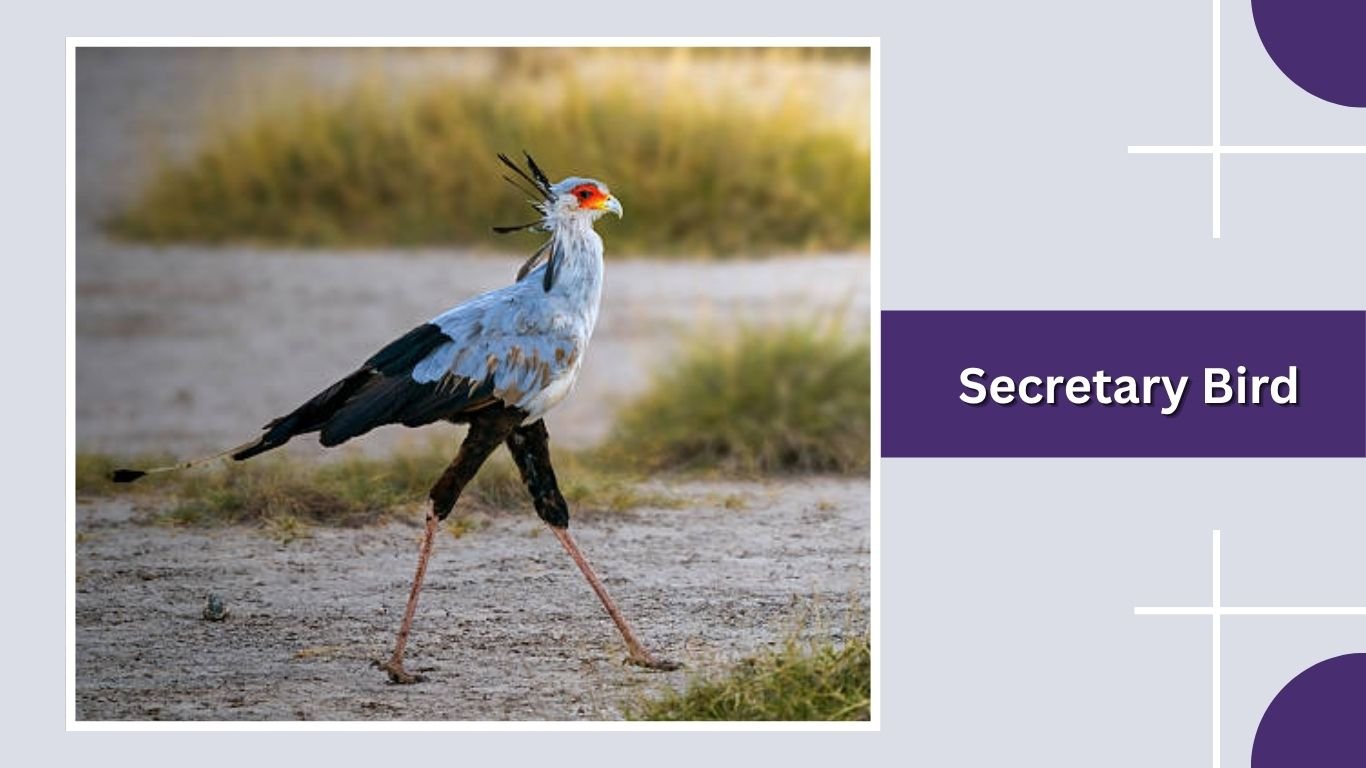 13 Types of Birds With Long Legs: Identification with Pictures