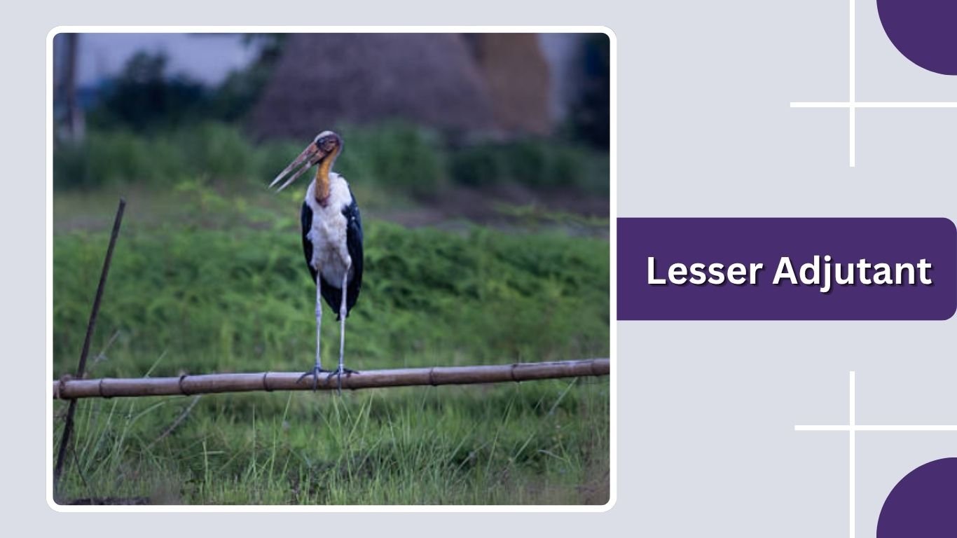 20 Types of Stork Birds: Identification Guide