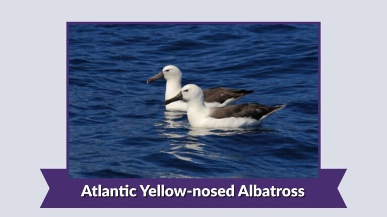 22 Types of Albatross Birds: Species Identification Guide