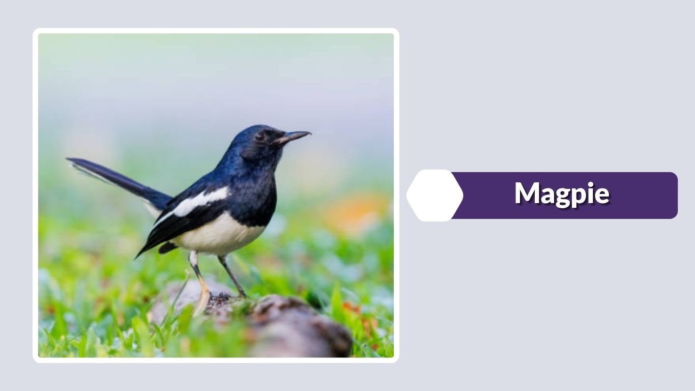 17 Common Types of Birds in Ireland: Identification with Picture