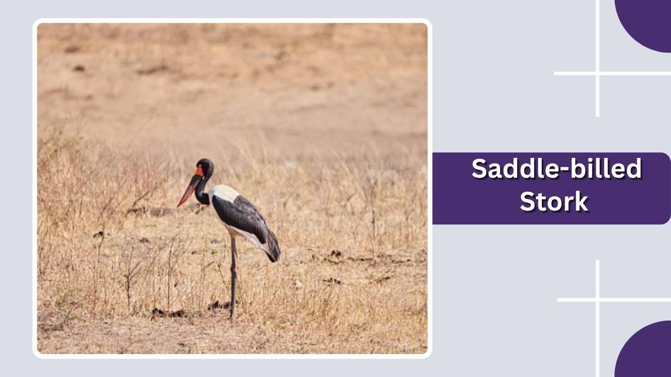 20 Types of Stork Birds: Identification Guide