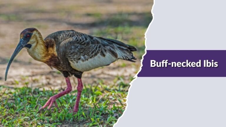 20 Common Types of Ibis Birds: Species Identification Guide