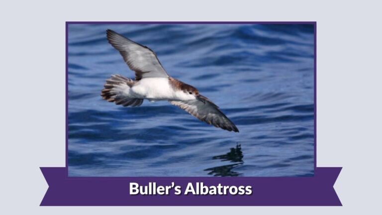 22 Types of Albatross Birds: Species Identification Guide