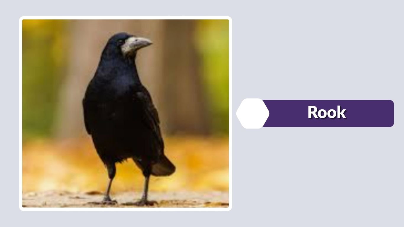 17 Common Types of Birds in Ireland: Identification with Picture