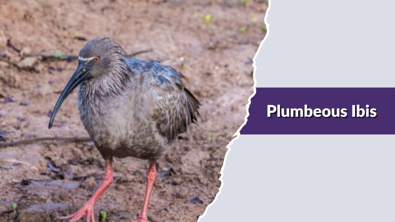 20 Common Types of Ibis Birds: Species Identification Guide
