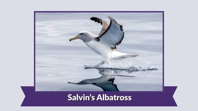 22 Types of Albatross Birds: Species Identification Guide