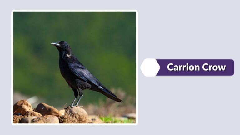 17 Common Types of Birds in Ireland: Identification with Picture