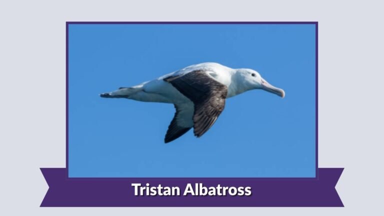 22 Types of Albatross Birds: Species Identification Guide