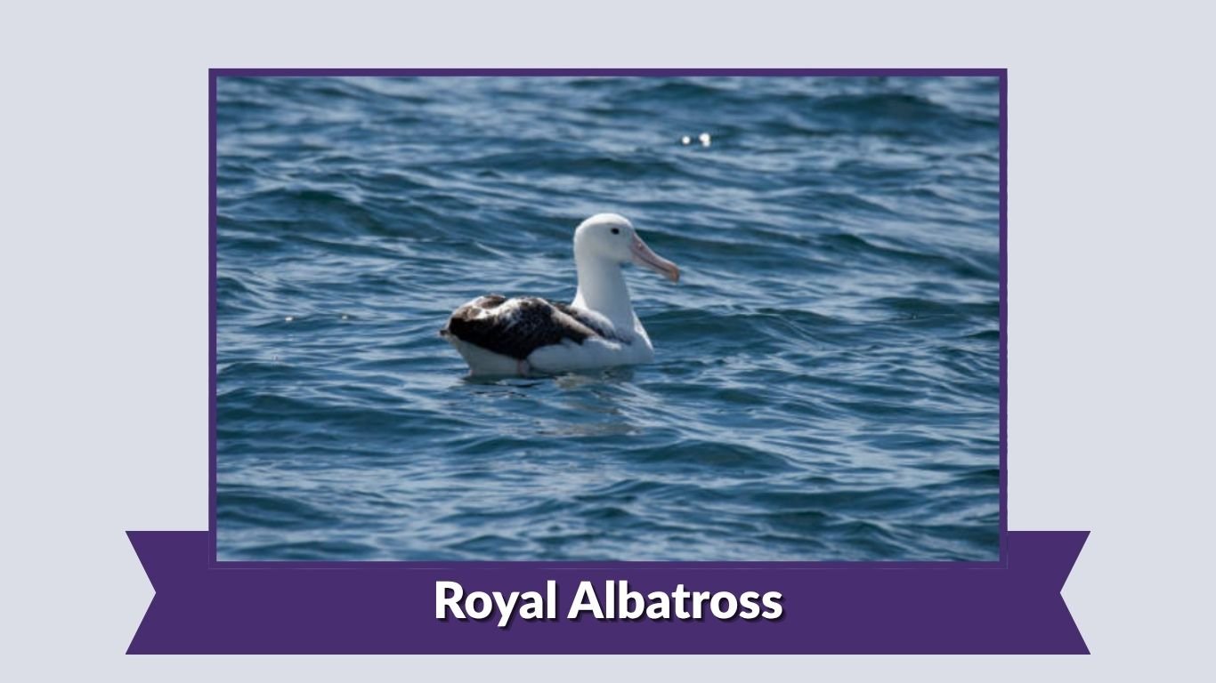 22 Types of Albatross Birds: Species Identification Guide