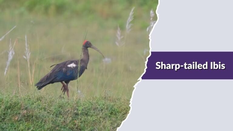 20 Common Types of Ibis Birds: Species Identification Guide