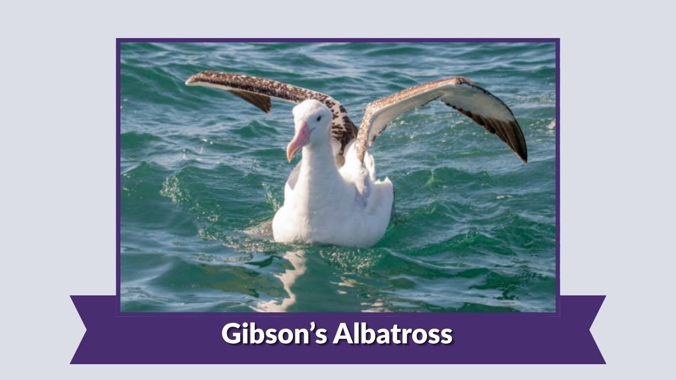 22 Types of Albatross Birds: Species Identification Guide