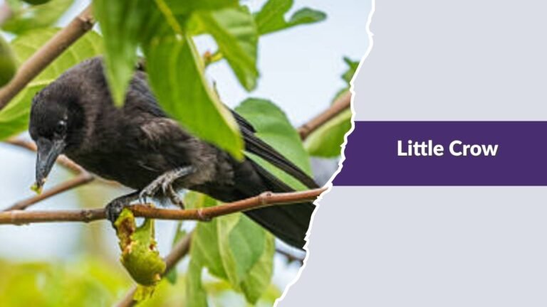27 Common Types of Crow: Identification with Picture