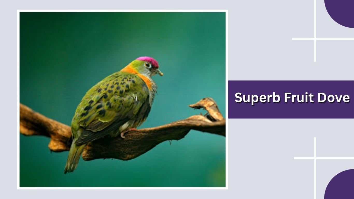 11 Types of Fruit Doves : Diet, Habits with Pictures