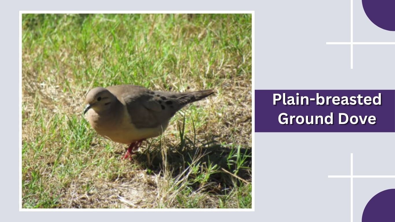 10 Common Types of Ground Dove: Diet, Habits with Pictures