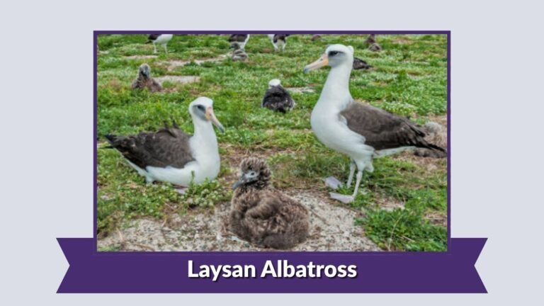 22 Types of Albatross Birds: Species Identification Guide