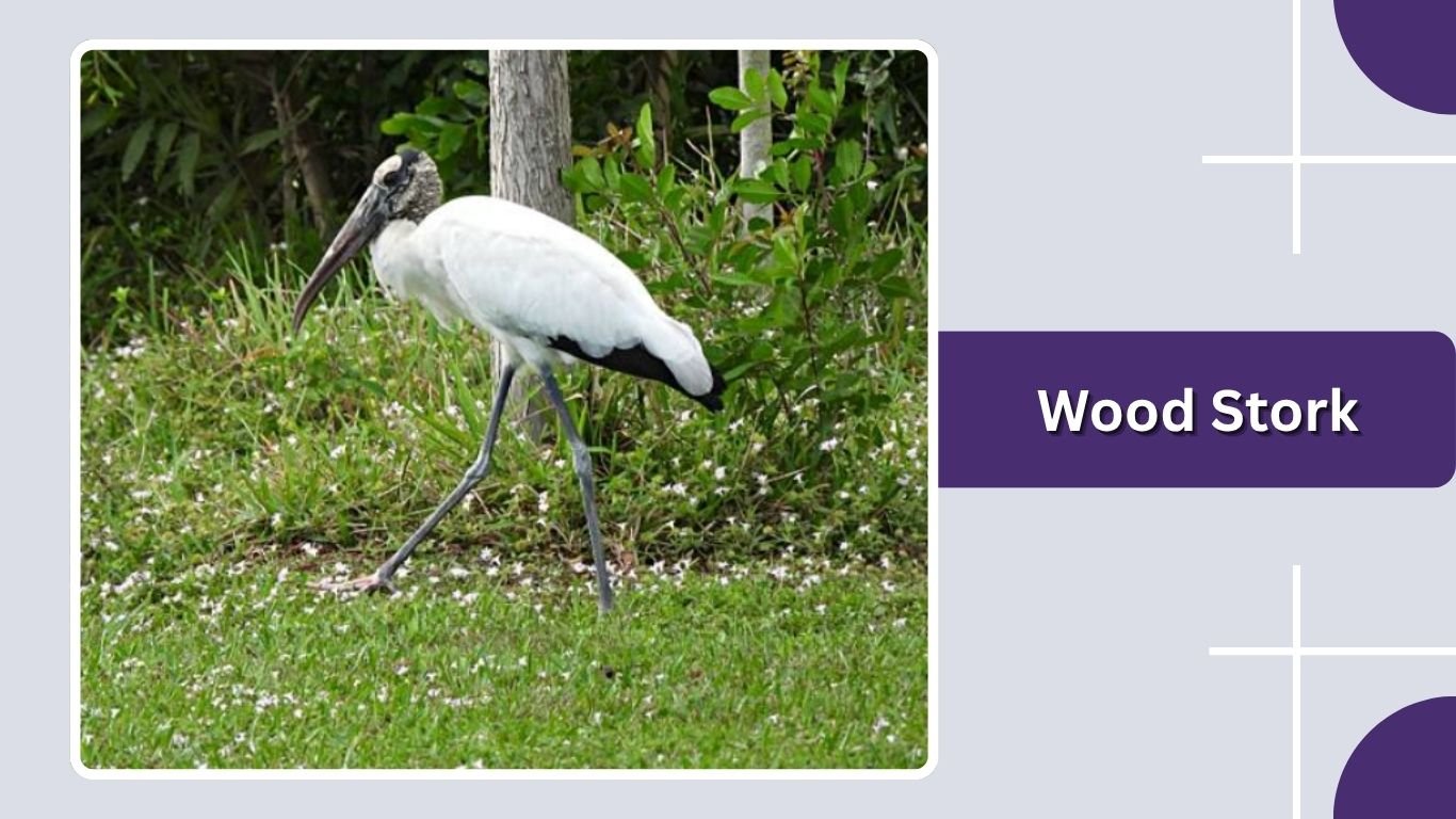 20 Types of Stork Birds: Identification Guide