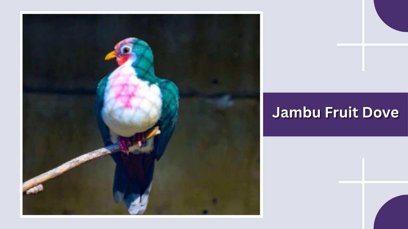 11 Types of Fruit Doves : Diet, Habits with Pictures