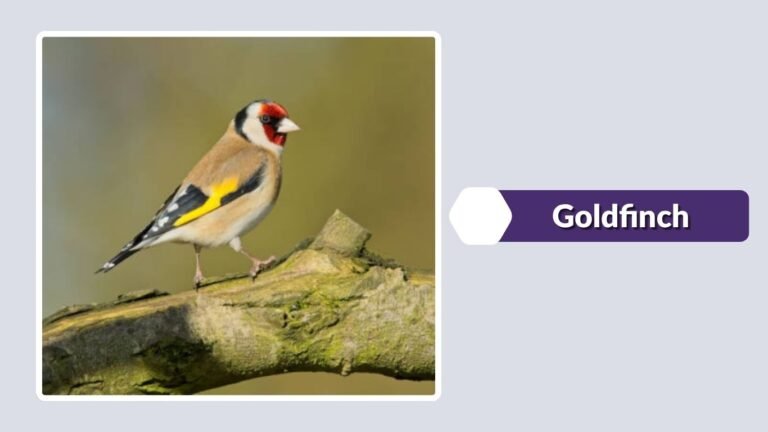 17 Common Types of Birds in Ireland: Identification with Picture