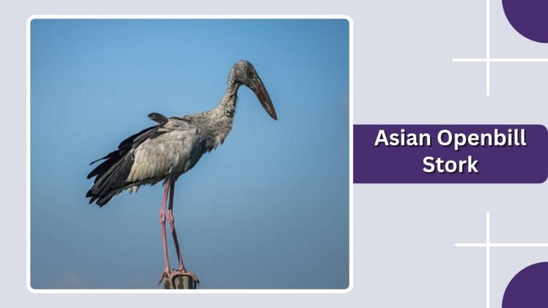 20 Types of Stork Birds: Identification Guide