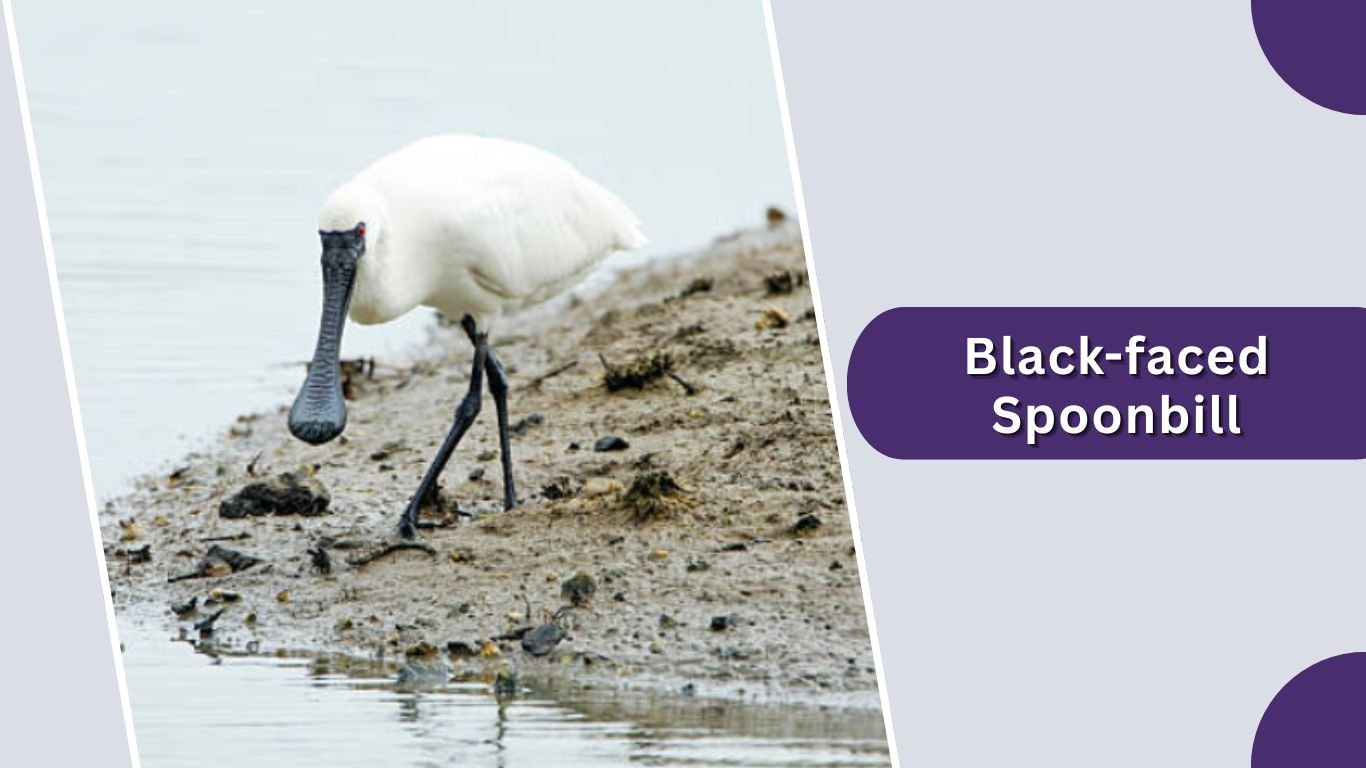 6 Types of Spoonbill Birds: Different Species Identification