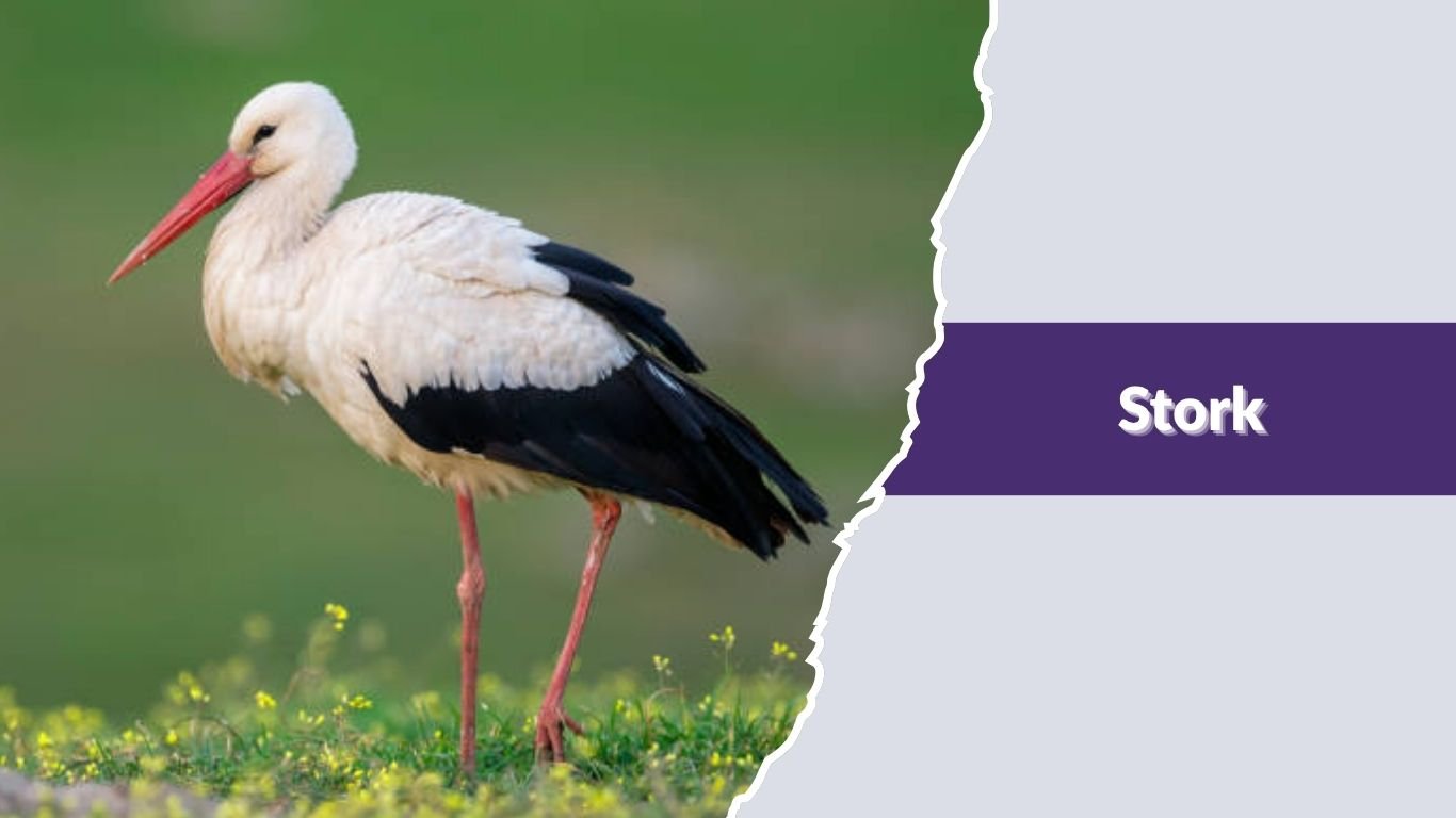 15 Types of Birds With Long Necks: Identification with Pictures