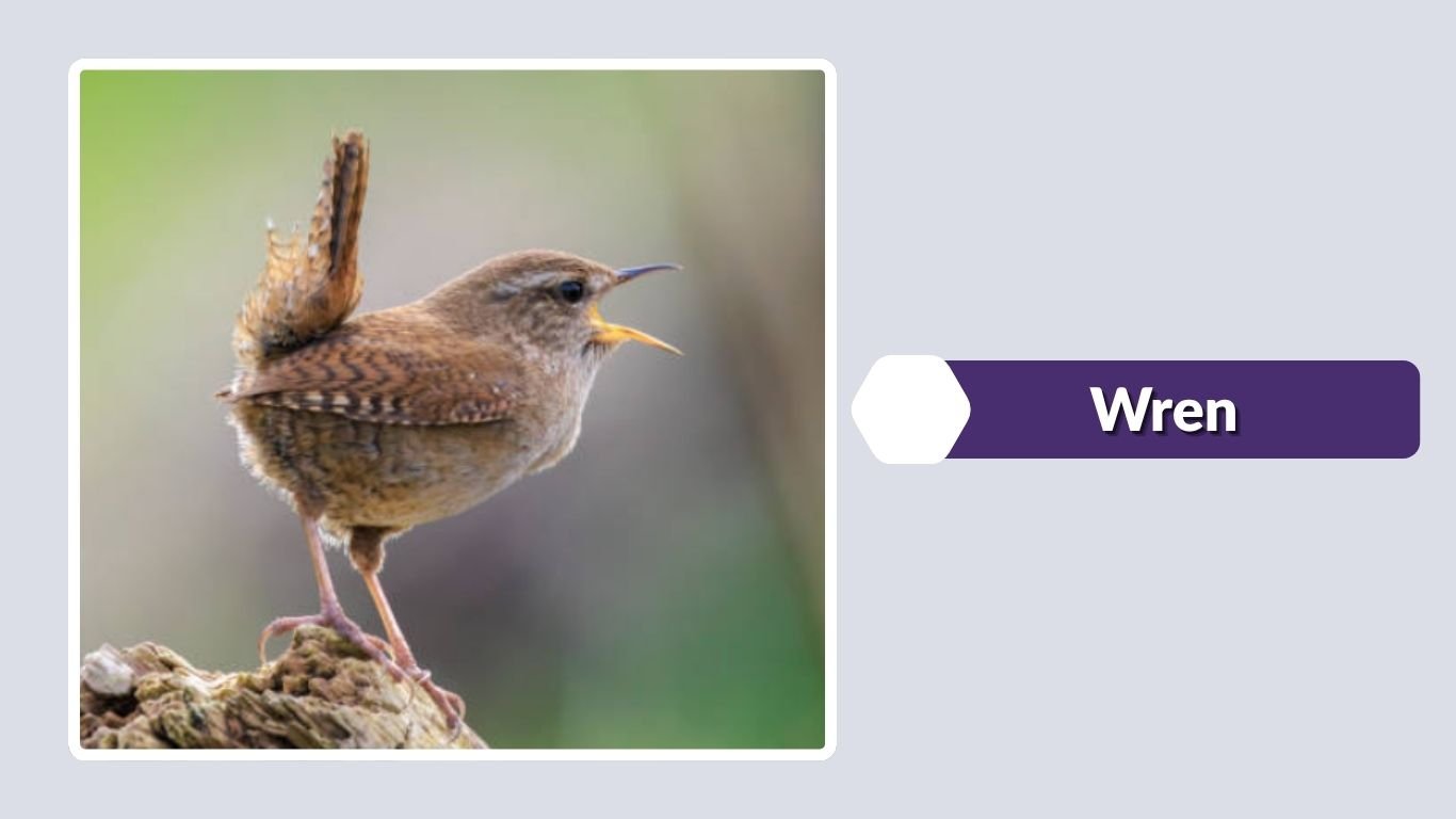 17 Common Types of Birds in Ireland: Identification with Picture