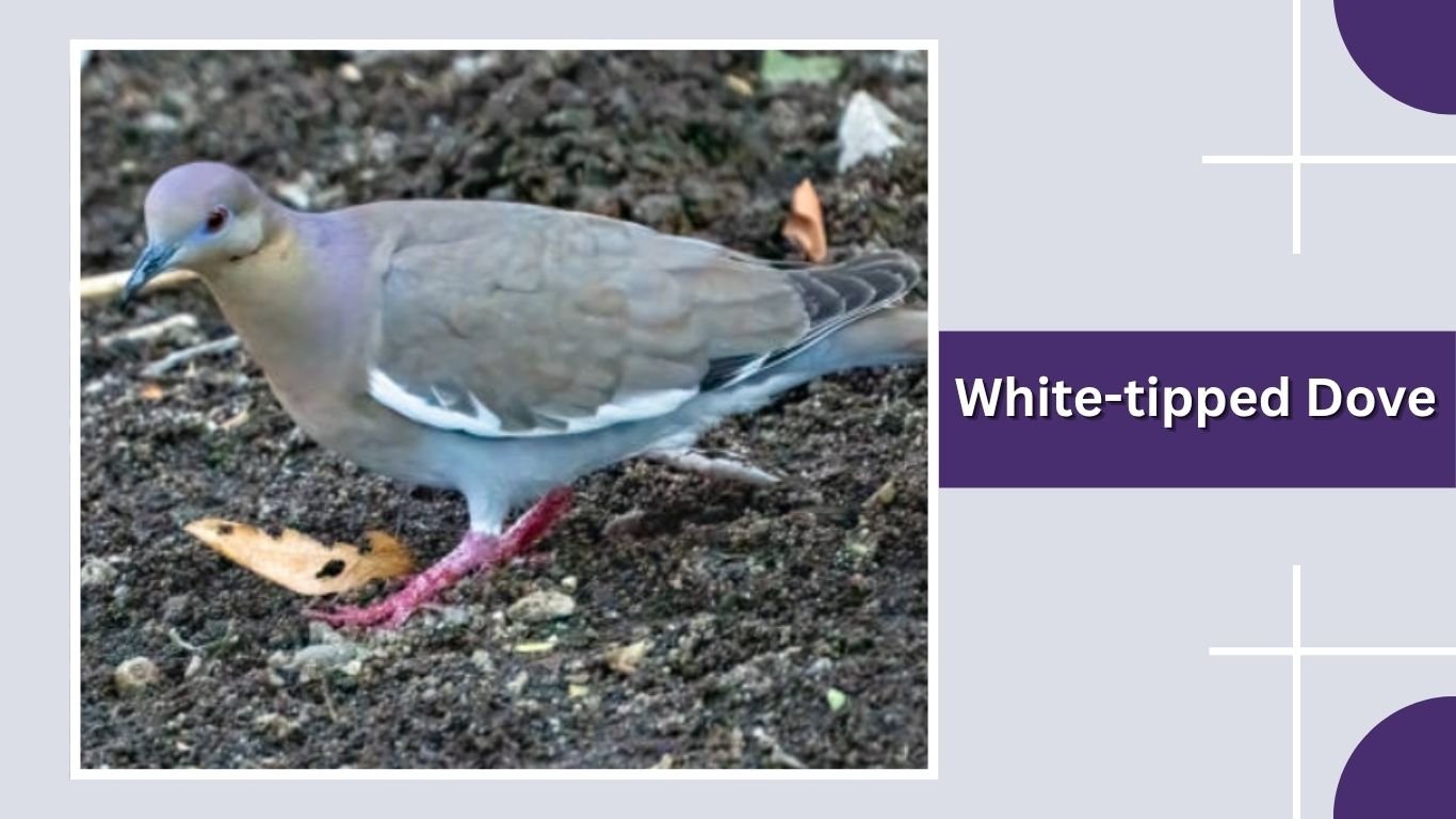 10 Common Types of Ground Dove: Diet, Habits with Pictures
