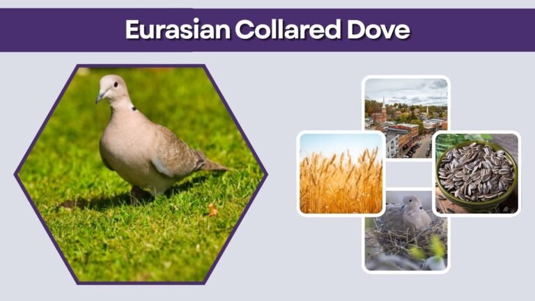 Eurasian Collared Dove: ID, Habitat, Diet, Behavior & Facts