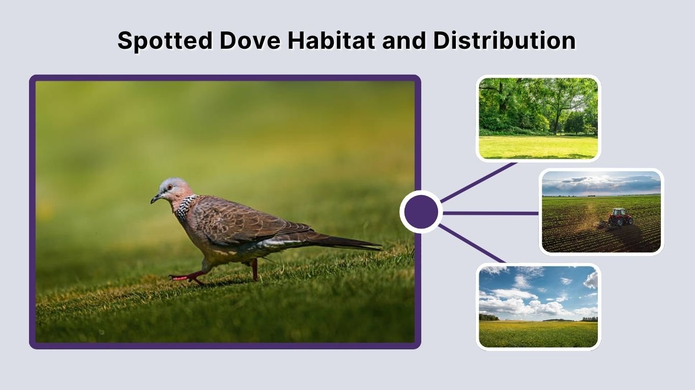 Spotted Dove Guide: Habitat, Diet, and Identification