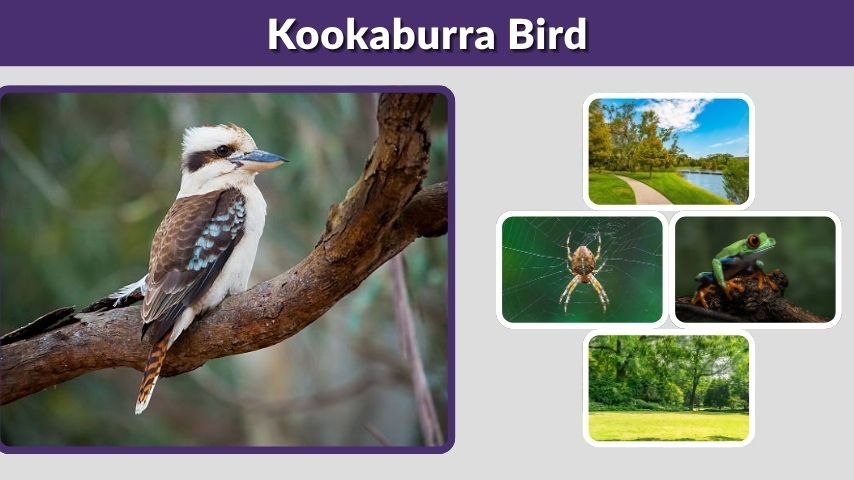 Kookaburra Bird: Facts, Sound, Habitat, and Diet