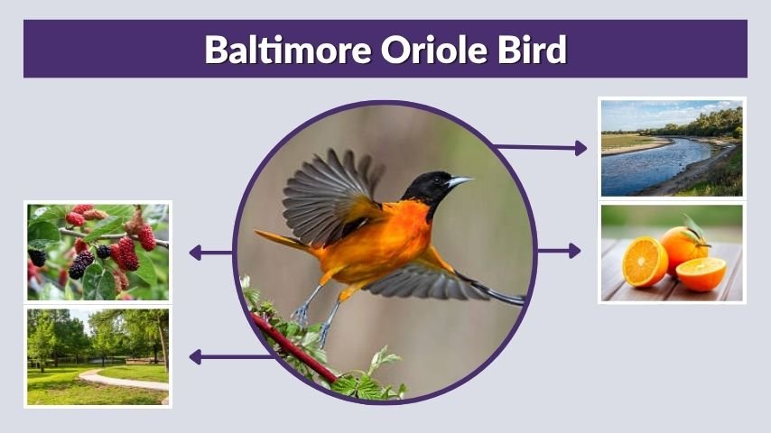 Oriole Birds - sparrowbirds