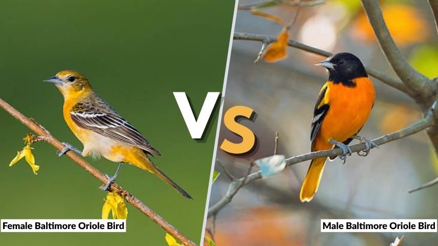 Female Baltimore Oriole Bird vs Male: Key Differences