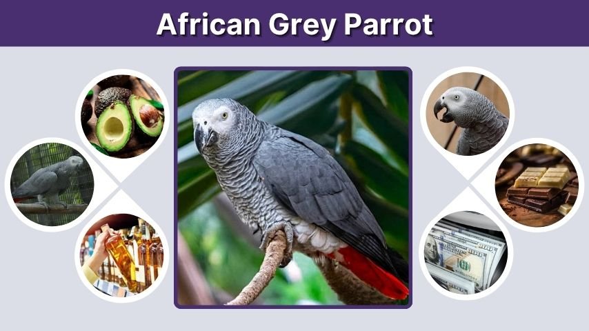 African Grey Parrot: Care, Lifespan, Price & Intelligence