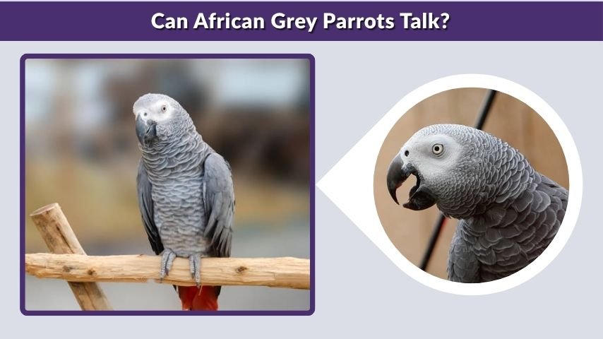 African Grey Parrot: Care, Lifespan, Price & Intelligence