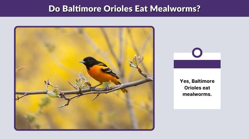 What Do Baltimore Orioles Eat? Feeding Guide