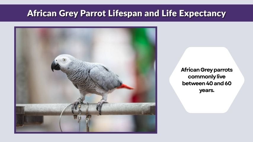 African Grey Parrot: Care, Lifespan, Price & Intelligence