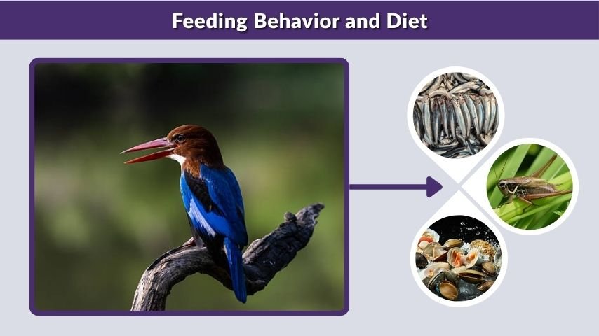 Kingfisher Bird Family: Species, Habitat, Behavior, and Facts
