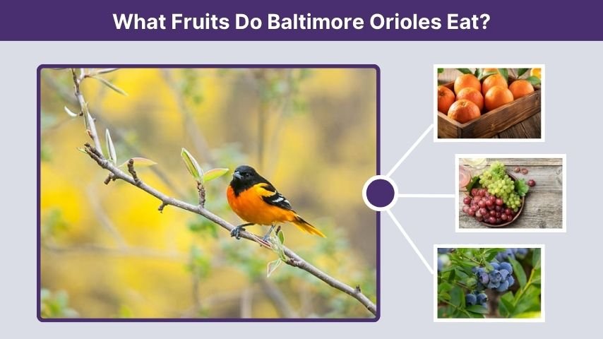 What Do Baltimore Orioles Eat? Feeding Guide