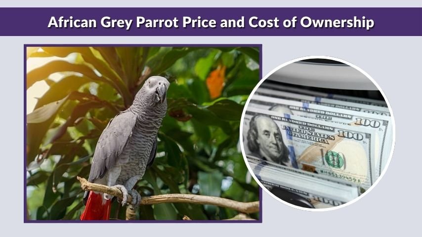 African Grey Parrot: Care, Lifespan, Price & Intelligence