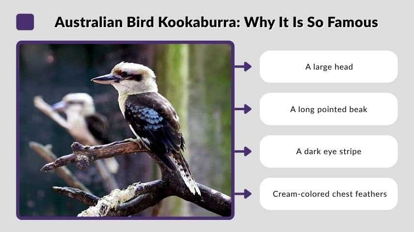 Kookaburra Bird: Facts, Sound, Habitat, and Diet