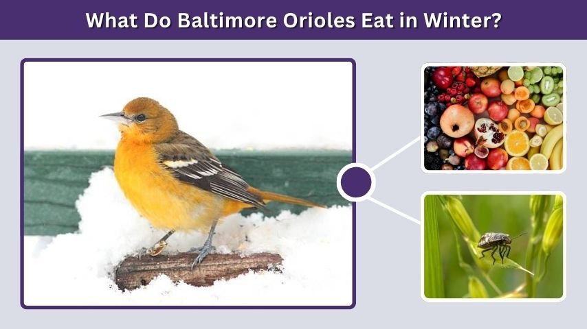 What Do Baltimore Orioles Eat? Feeding Guide