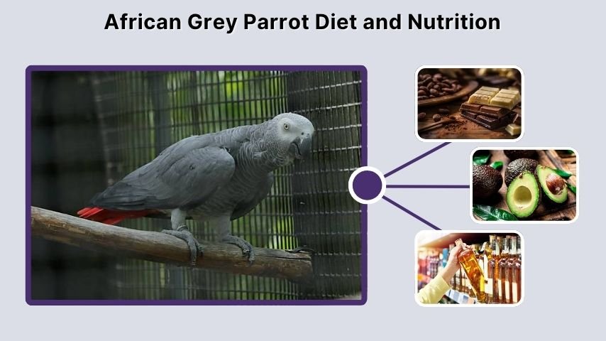 African Grey Parrot: Care, Lifespan, Price & Intelligence