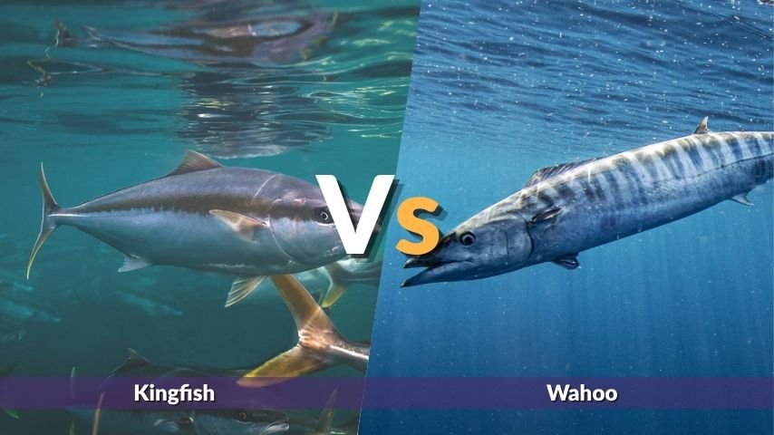 Kingfish vs Wahoo, Mackerel, Whiting: What Are The Differences