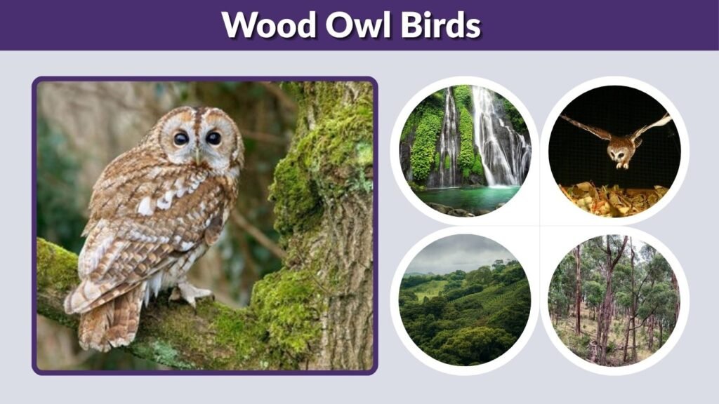 Wood Owl Birds: Types, Habitat, Diet and Facts
